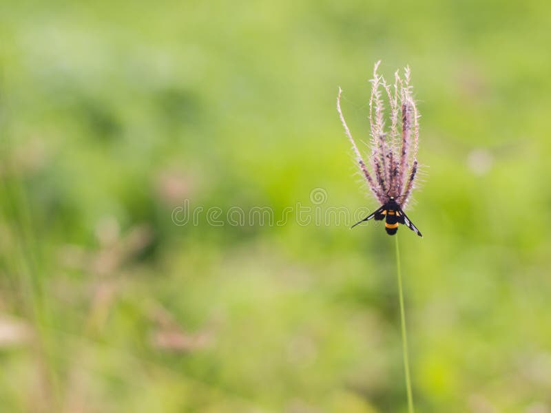 Alone Insect on Flower Grass. Stock Image - Image of body, yellow: 55310271