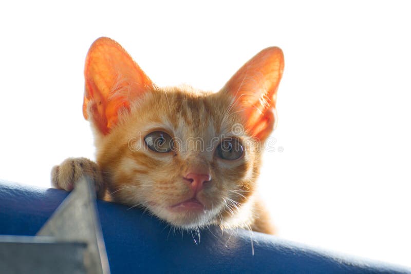 Alone kitten stock photo. Image of face, wall, outdoor - 46040992
