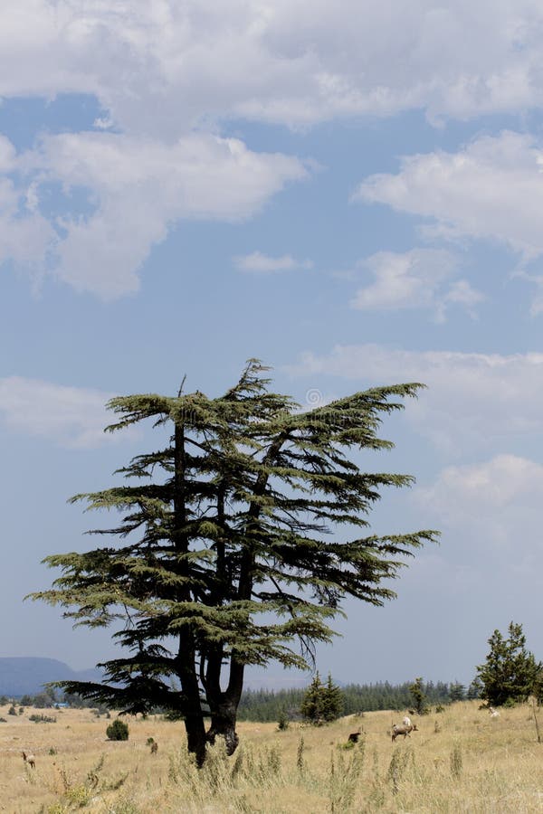 An Alone Lebanon Cedar Tree Stock Photo - Image of herd, grass: 287940312