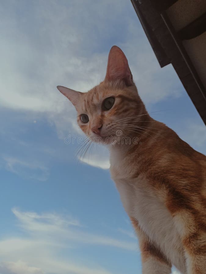 Alone stock photo. Image of cute, lonely, alone - 209453134