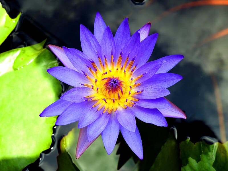 Alone lotus flower. stock image. Image of blossom, flower - 84232887