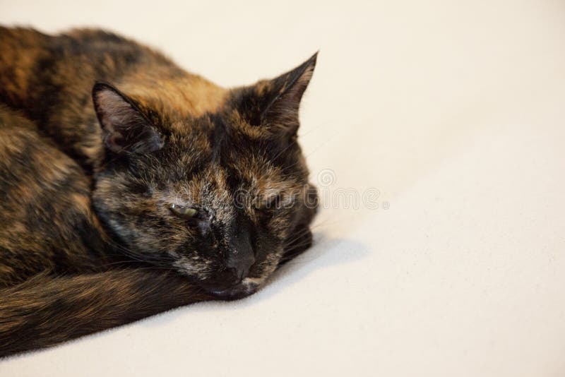 Alone, mad or pensive cat stock image. Image of solitude - 147249595