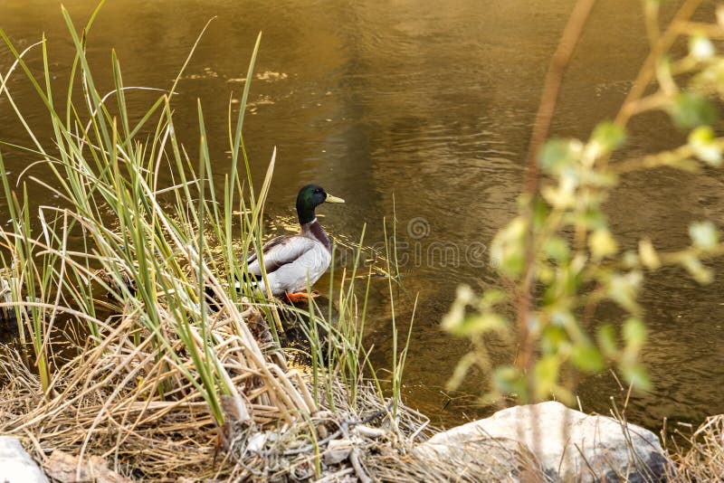 Alone Mallard Duck on the Riverbank Stock Photo - Image of green, color ...