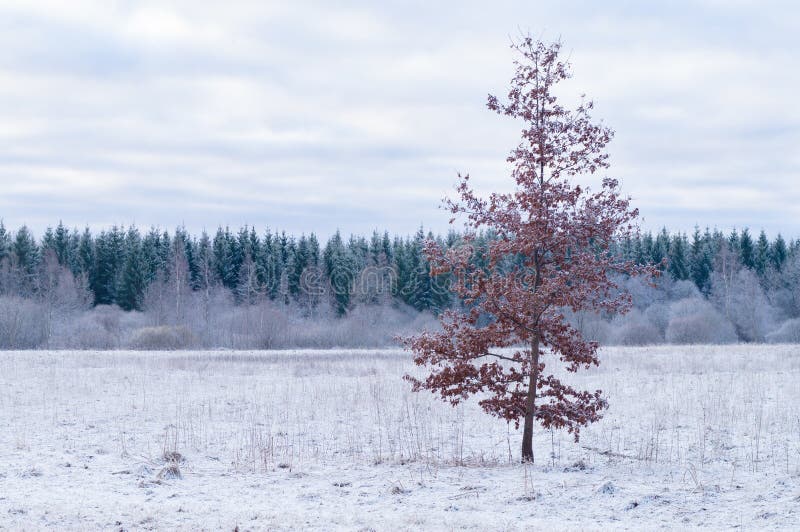 Alone Misty Tree in Snow Morning Stock Image - Image of time, scene ...
