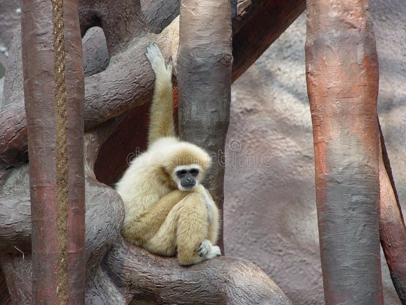 Alone monkey stock photo. Image of primate, hand, portrait - 11167248