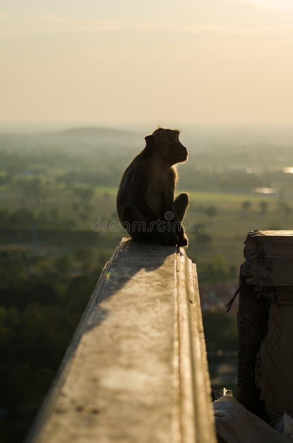 Alone monkey stock image. Image of endangered, species - 29492095
