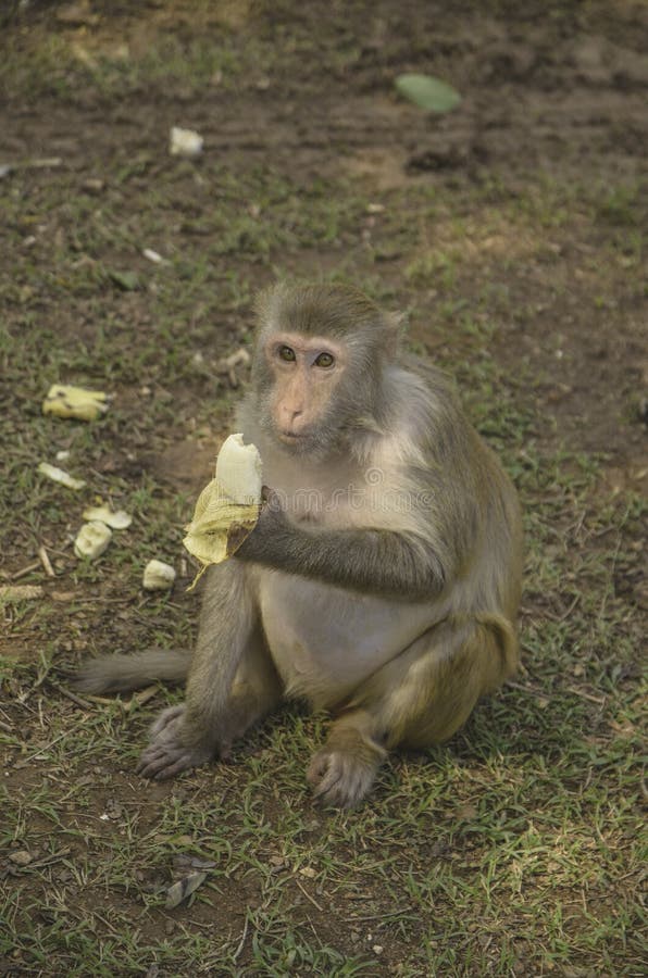 Alone monkey stock image. Image of small, tropical, banana - 57598953