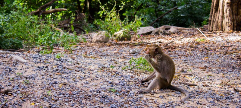 Alone monkey stock image. Image of cute, alone, travel - 63310181