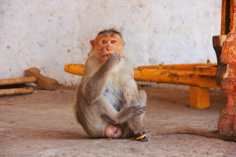 Alone Monkey Sitting on Concrete Floor Stock Image - Image of head, wildlife: 390628967