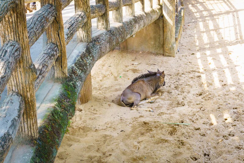 Goat Under the Tree stock image. Image of field, biti - 145085831