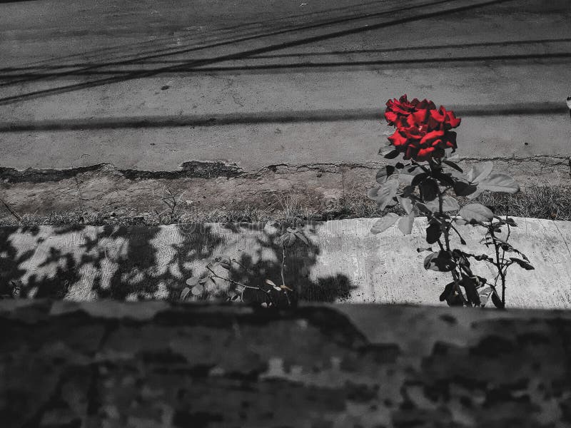 Alone Rose Stock Photos - Download 5,364 Royalty Free Photos