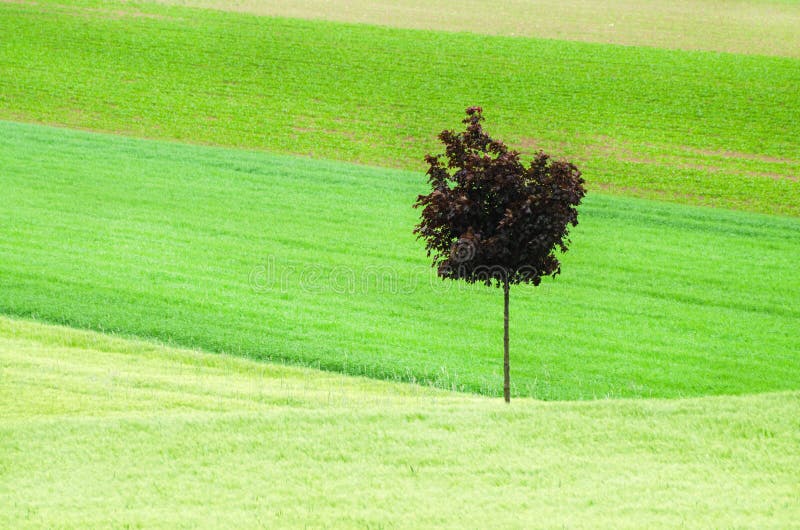 Alone Oak Tree in a Farm Fields Stock Image - Image of tree, light ...