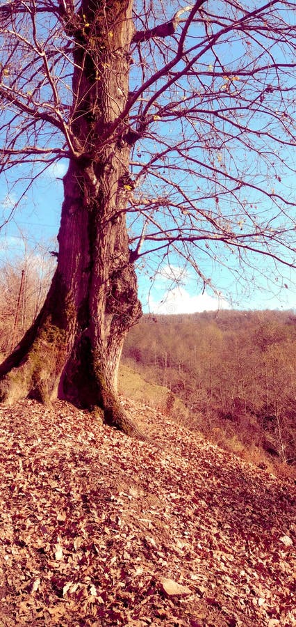 Alone Old Tree in the Jungle Stock Photo - Image of jungle, atumen ...