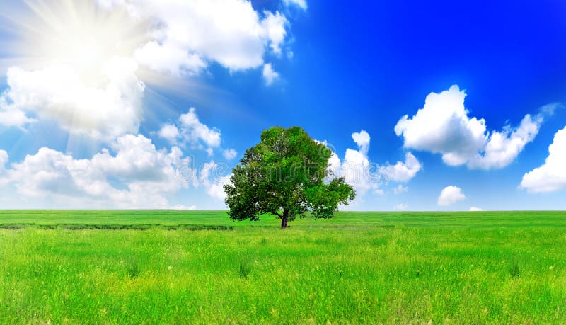 Alone One Big Tree on Green Field . Panorama Stock Photo - Image of ...