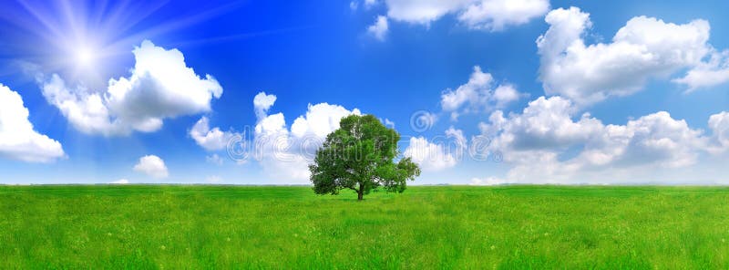 Alone One Big Tree on Green Field . Panorama Stock Image - Image of ...