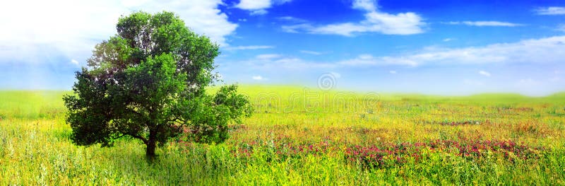 Green Field with a Big Tree on Blue Sky Background Stock Photo - Image ...
