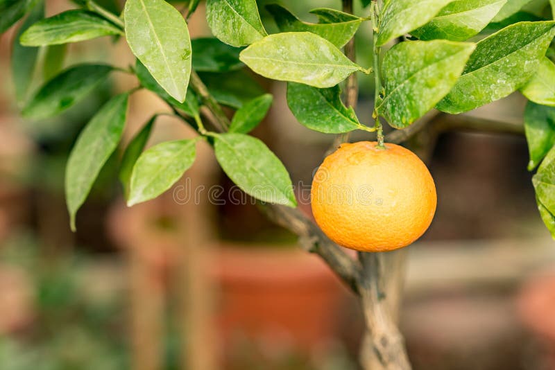 The Alone Orange with Water Drops Stock Photo - Image of bokeh ...