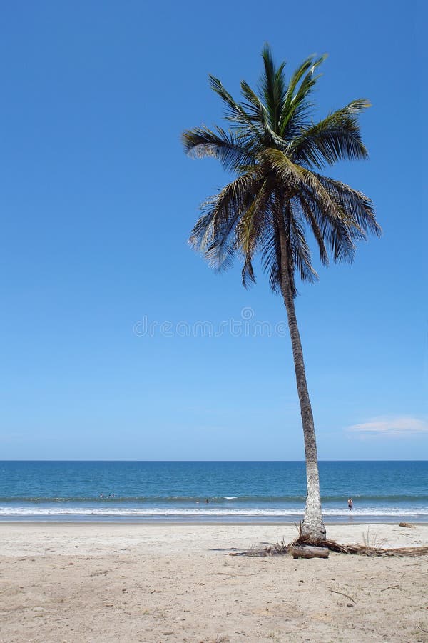 Alone palm tree stock photo. Image of tree, ocean, coastal - 10122578