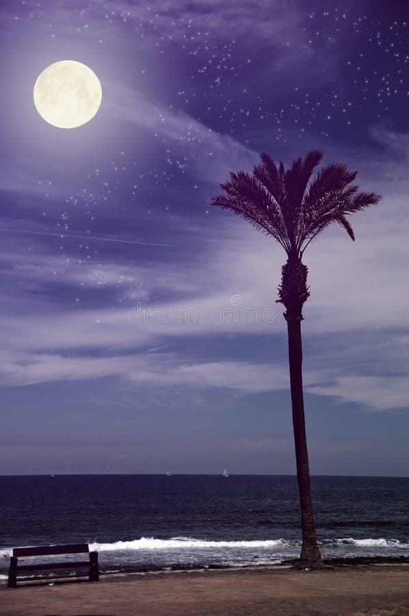 Alone Palm Tree on the Beach Stock Photo - Image of blue, beauty: 35624880