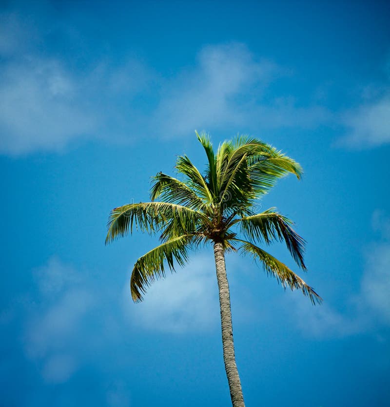 Palm Tree on Ocean Beach stock photo. Image of colorful - 255439310