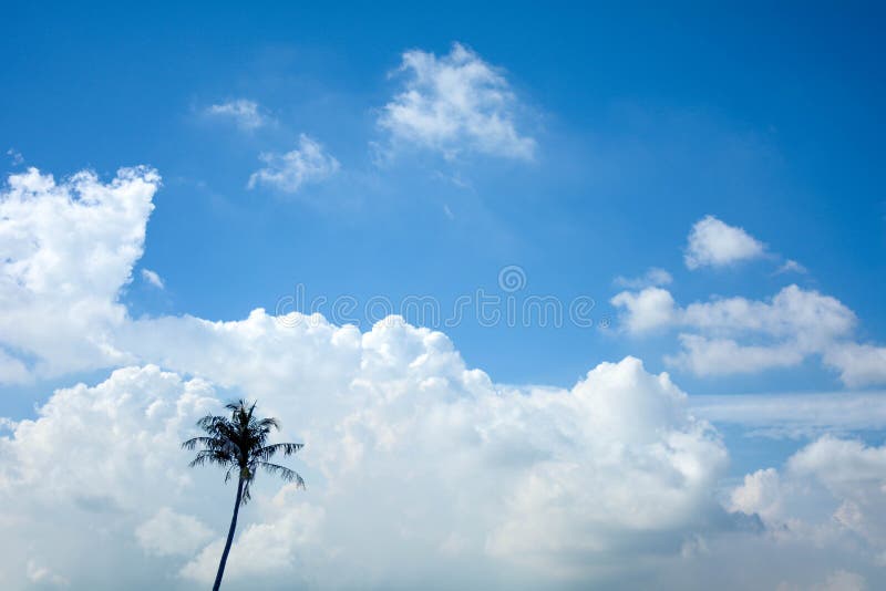 Alone Palm Tree in the Blue Sunny Sky Stock Photo - Image of nature ...