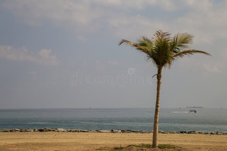 Alone Palm Tree in a Sandy Beach Stock Photo - Image of horizon ...