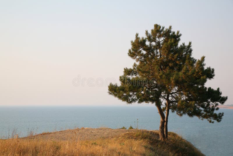 Alone Tree Picture. Image: 2266312