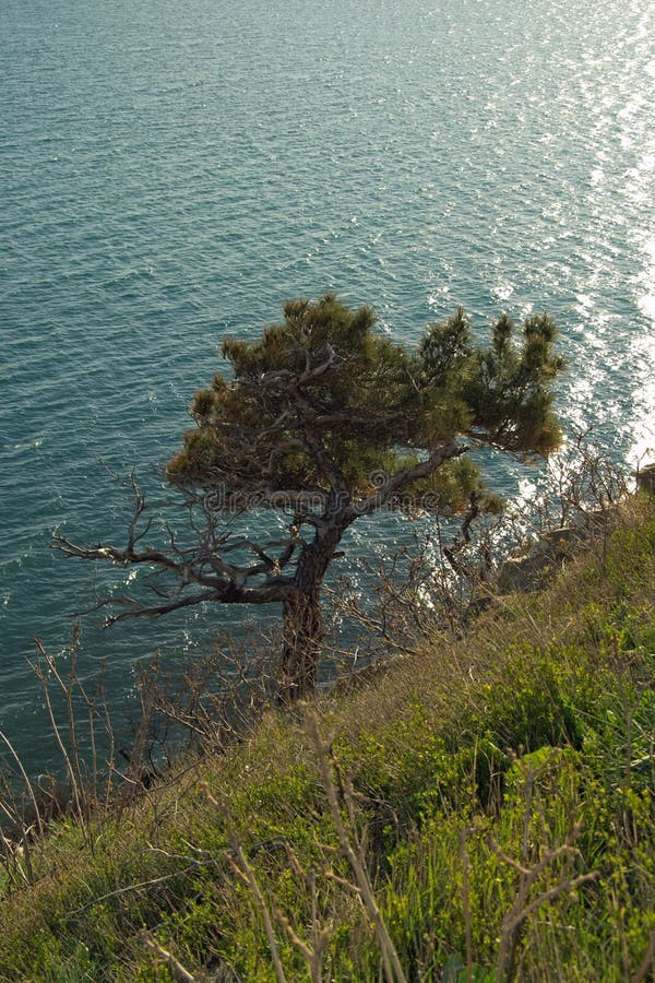 Alone pine tree stock photo. Image of tree, alone, pine - 121600684