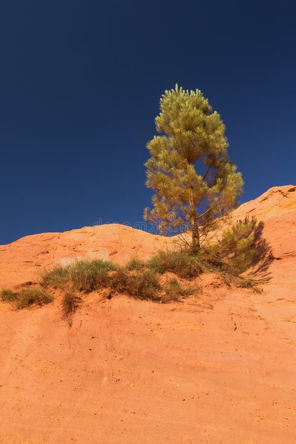 Alone Pine Tree in Colorful Nature Stock Image - Image of blue, earth ...