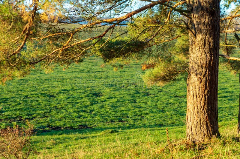 Alone Tree Picture. Image: 2266312