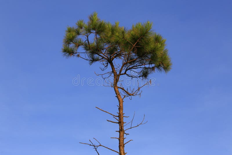 Alone Pine Tree in Grass Field Stock Image - Image of foam, outdoors ...