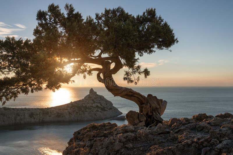 Alone Pine Tree Growing on the Slope of the Mountain in the Crimea ...