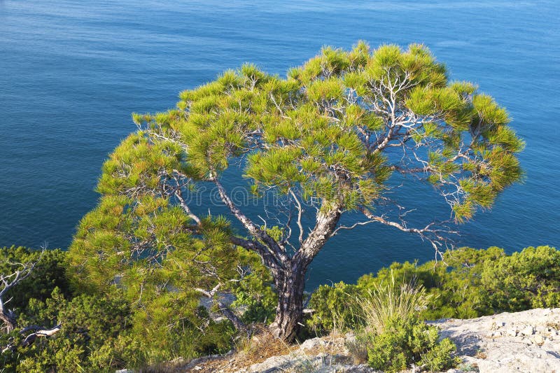 Alone Pine Tree Growing on the Slope of the Mountain Stock Photo ...