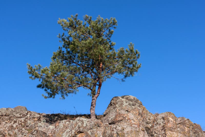 Alone Pine Tree in Mountains Stock Photo - Image of nature, outside ...