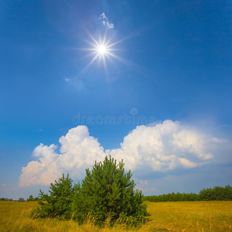 Pine Tree among Prairie Under a Sparkle Sun Stock Image - Image of ...