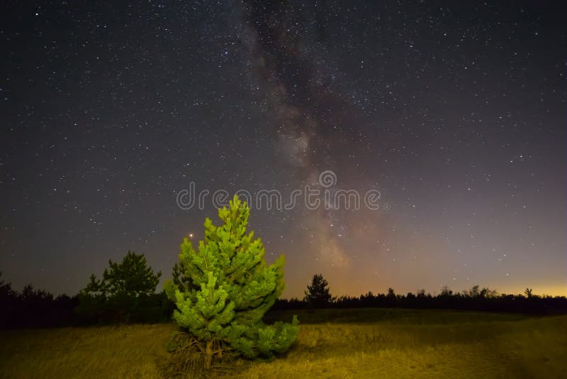 Alone Pine Tree among Sandy Prairie Under a Starry Sky Stock Photo ...