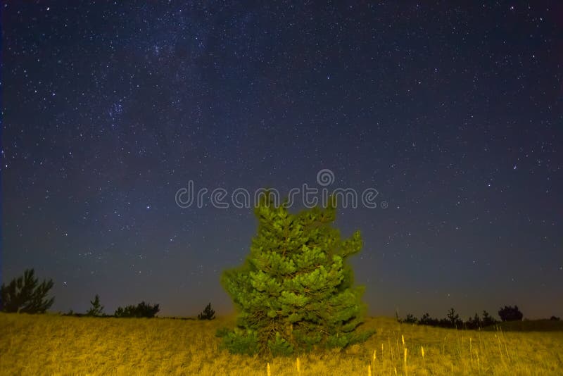 Alone Pine Tree among Sandy Prairie Under a Starry Sky Stock Image ...