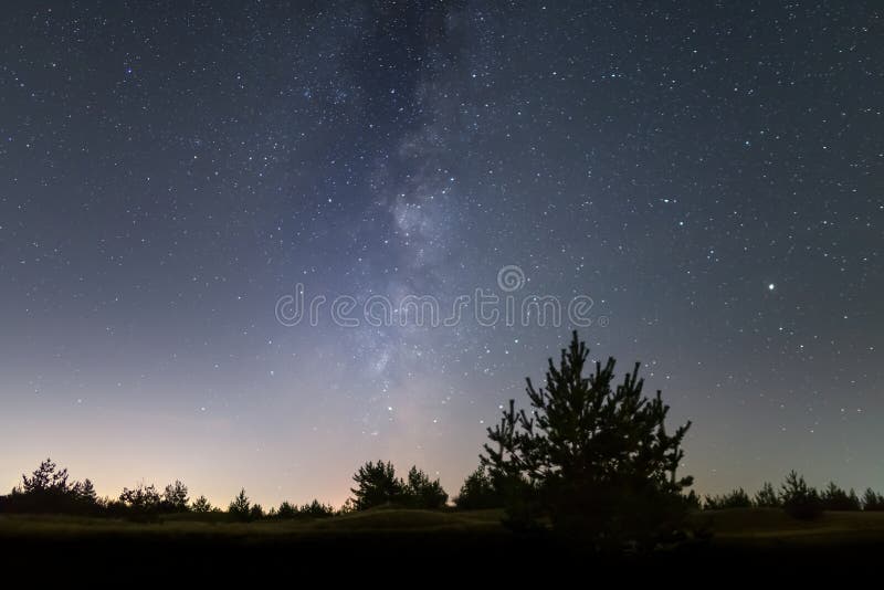 Alone Pine Tree Silhouette among Sandy Prairie Under a Starry Sky Stock ...