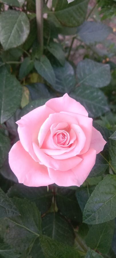 Alone Pink Rose Nice Petals Green Leaves Stock Photos - Free & Royalty ...
