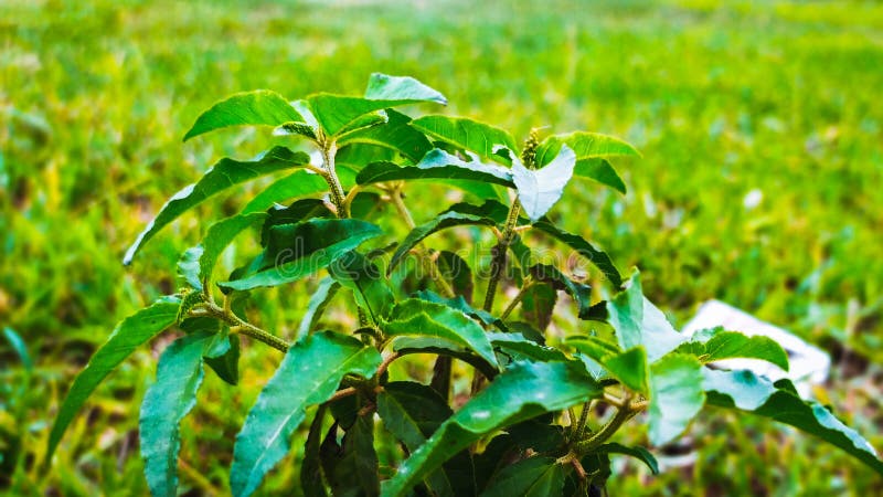 Alone plant in the grass stock image. Image of plant - 153048283