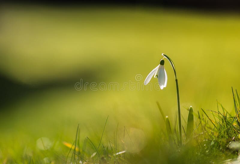 Singular Snowdrop Stock Photos - Free & Royalty-Free Stock Photos from ...