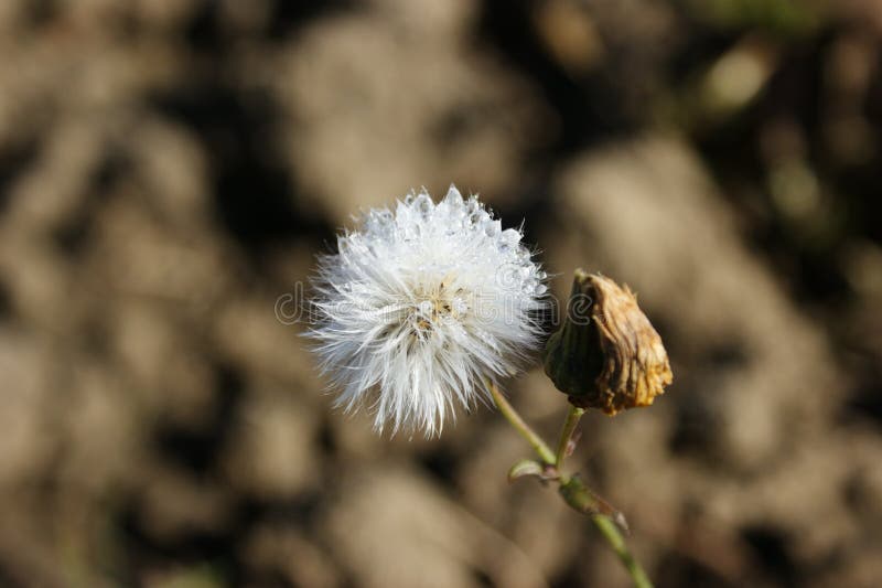 Alone Puff Ball Stock Photos - Free & Royalty-Free Stock Photos from ...