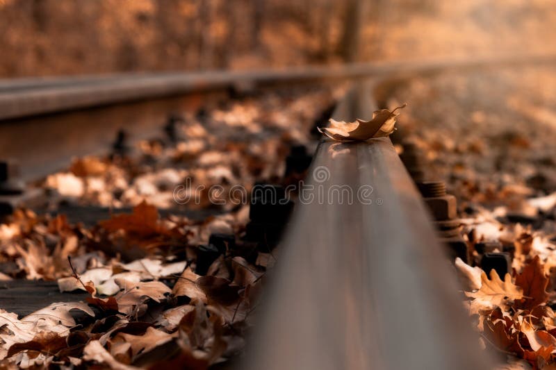 Alone on the rails. stock image. Image of hungary, leaf - 148148587