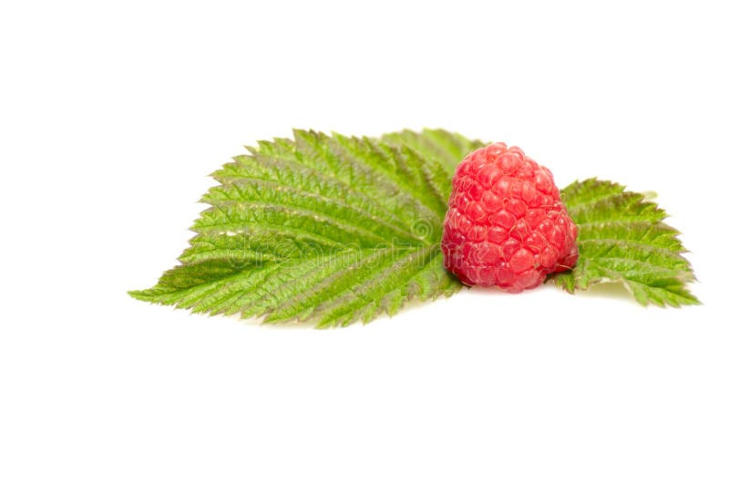 Raspberry stock image. Image of fresh, healthy, fruity - 15595967