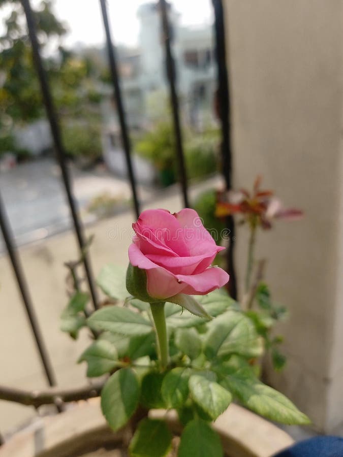 Alone Rose stock photo. Image of green, blossom, shrub - 208569932