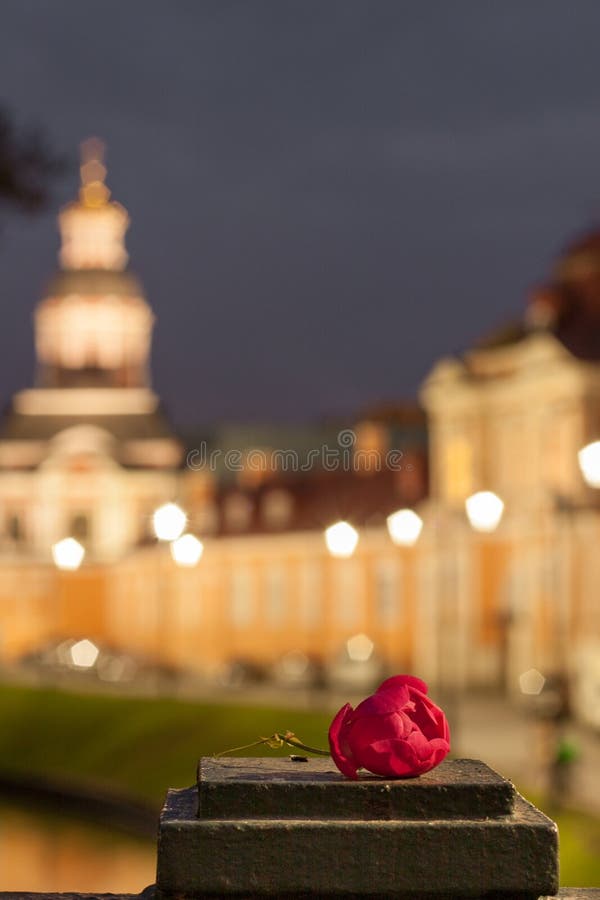 Alone rose stock image. Image of night, petersburg, landscapes - 62313959