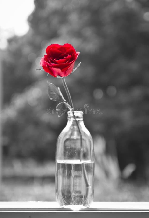 Alone rose stock image. Image of blossoming, natural - 37548505