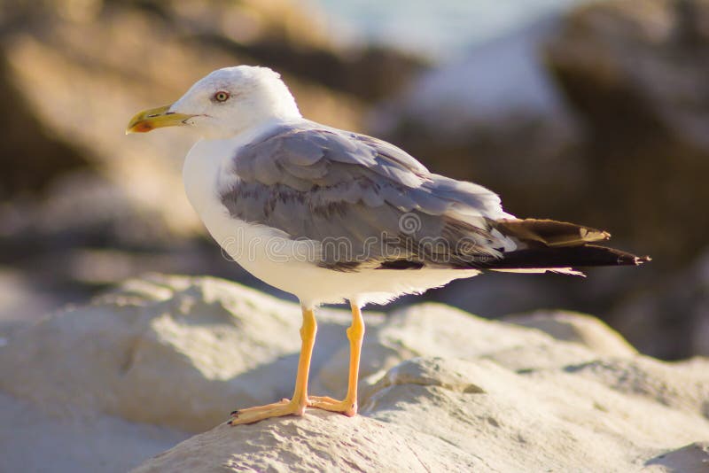 Alone Seagull Perched on a Rock Stock Image - Image of liberty, animal ...