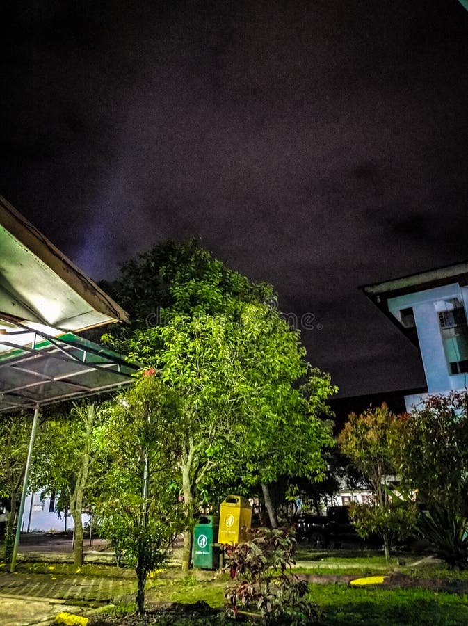 Alone in the Silent Night with Green Trees Stock Image - Image of green ...