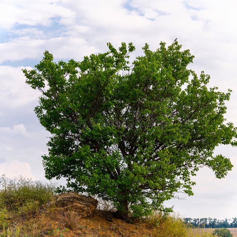 Alone or Single One Tree on the Mountain Hill Cliff Stock Image - Image ...